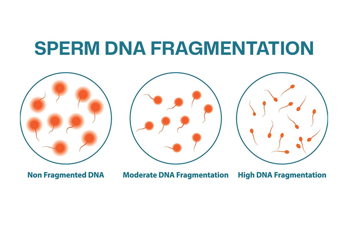 Evaluating Male Fertility with the Power of AI